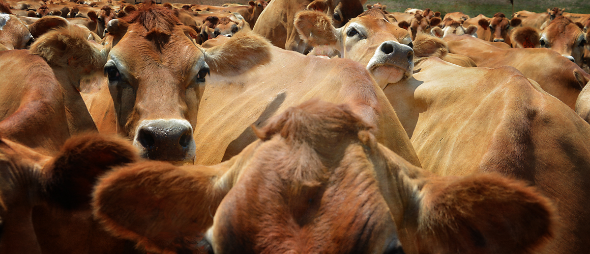 Sparrows and Dogs – Heart, Mind, Soul, and Strength